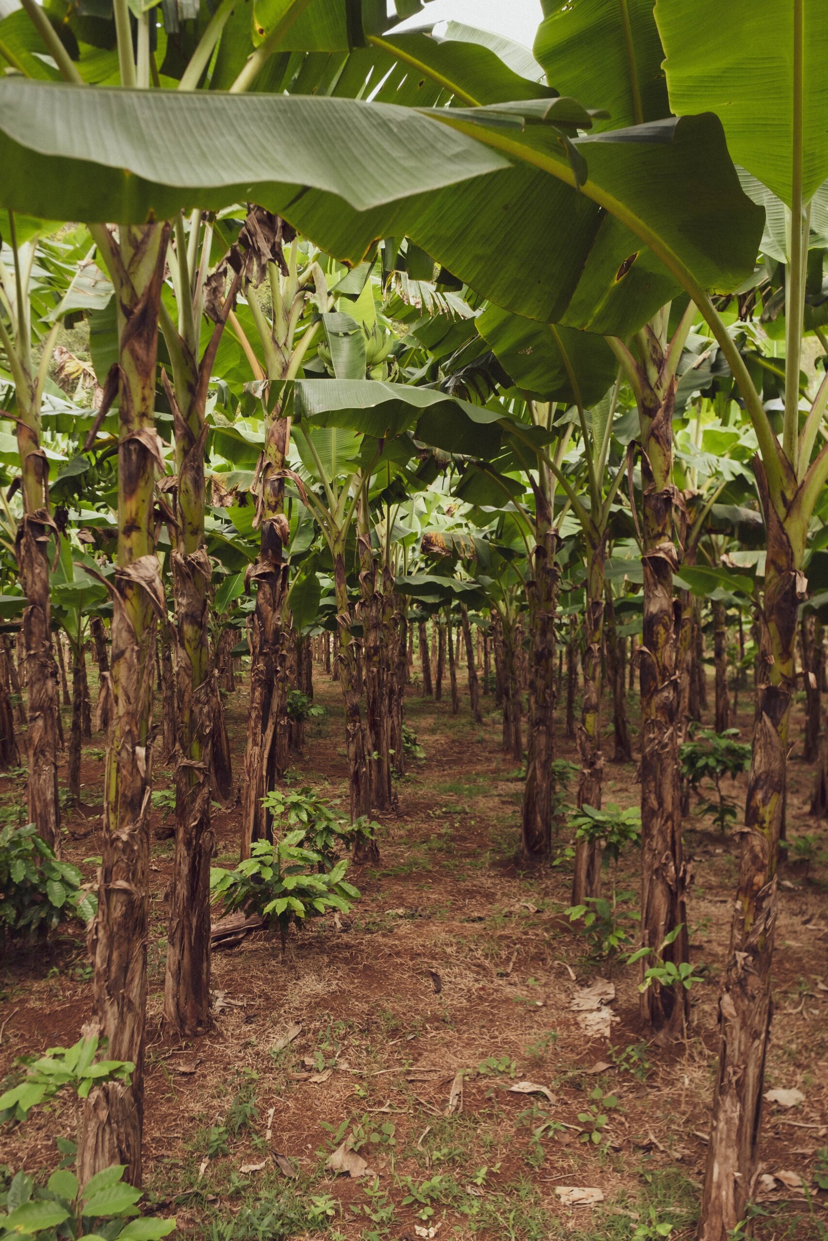 Remarkable Restoration and More Tours - Design Chic